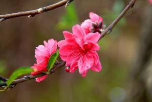 Featured flowers of Hanoi by month - Experience elegant Hanoi | Hanoi ...