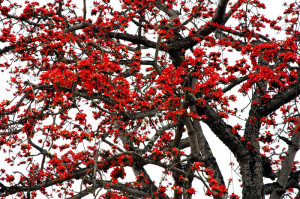 Featured flowers of Hanoi by month - Experience elegant Hanoi | Hanoi ...