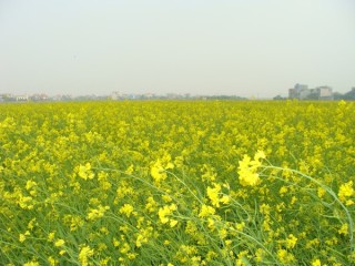 Featured flowers of Hanoi by month - Experience elegant Hanoi | Hanoi ...