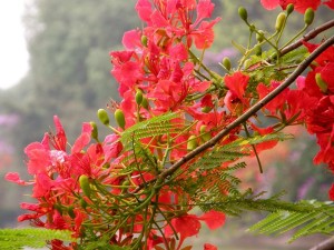 Featured flowers of Hanoi by month - Experience elegant Hanoi | Hanoi ...
