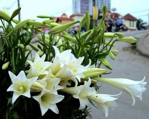 Featured flowers of Hanoi by month - Experience elegant Hanoi | Hanoi ...