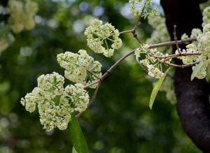 Featured flowers of Hanoi by month - Experience elegant Hanoi | Hanoi ...