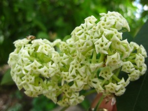 Featured flowers of Hanoi by month - Experience elegant Hanoi | Hanoi ...