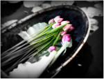 Featured flowers of Hanoi by month - Experience elegant Hanoi | Hanoi ...