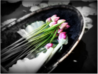 Featured flowers of Hanoi by month - Experience elegant Hanoi | Hanoi ...