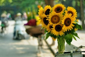 Featured flowers of Hanoi by month - Experience elegant Hanoi | Hanoi ...